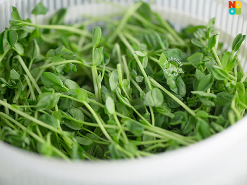 Stir-fry Pea Shoots (Dou Miao) Recipe | NoobCook.com
